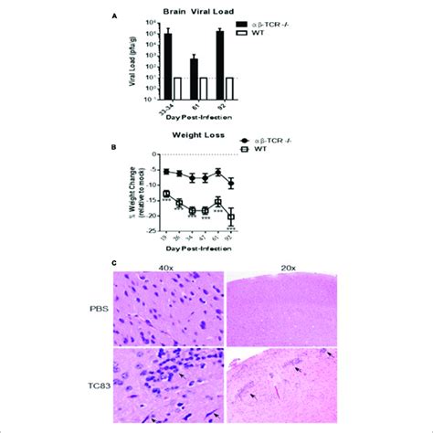 αβ Tcr −− Mice Develop Persistent D13 Viral Infection Of The Download Scientific Diagram