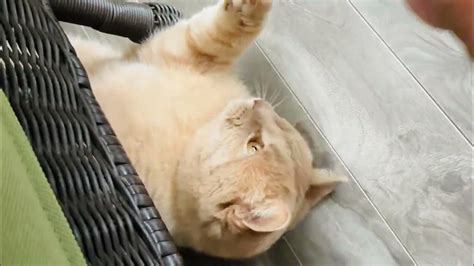 Kitty Vega Knows The Word Gentle Youtube