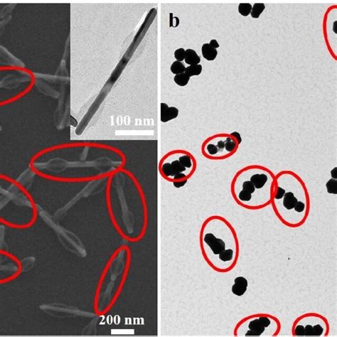 Figure S4 A Sem Image Of The Bimodal Contraction Mode Of Polymer Download Scientific Diagram