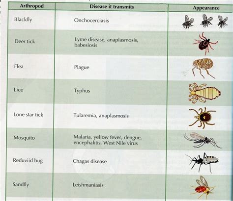 Arthropod Bites And Stings Insect Bite 네이버 블로그
