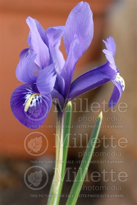 Photo Of Iris Pixie Iris Reticulata