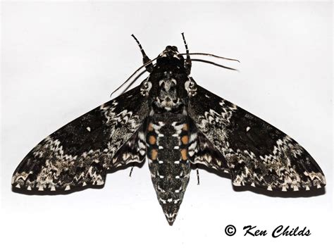 Rustic Sphinx Manduca Rustica Fabricius 1775 Butterflies And Moths