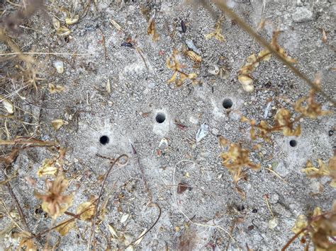Ohlone Tiger Beetle Burrows