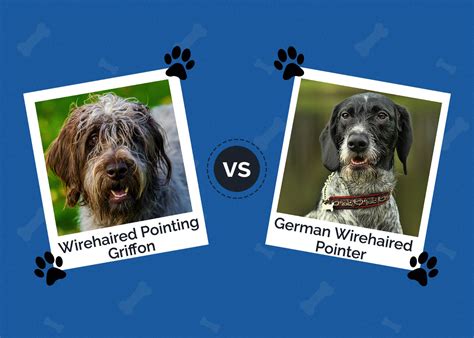 Wirehaired Pointing Griffon Vs German Wirehaired Pointer Differences With Pictures Hepper
