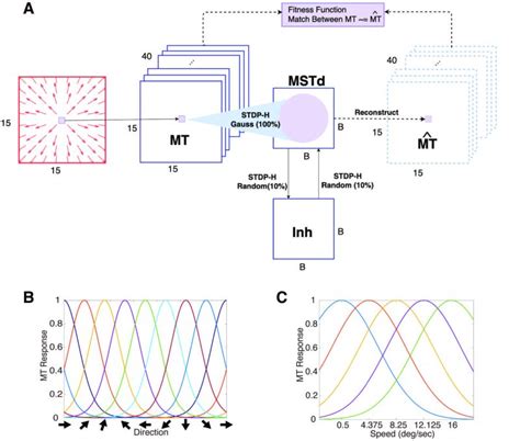 Kexin Chen On Linkedin How Does The Brain Encode Motions Efficiently