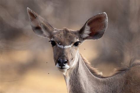 Antilopen In Malawi Wildlifereizen