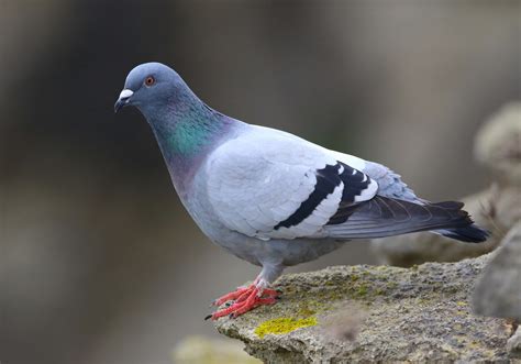 Rock Dove Information At Marjorie Summerville Blog