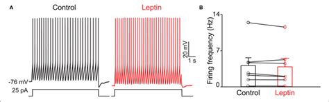 The Activity Of Ppg Neurons Is Not Modulation By Leptin A Download Scientific Diagram