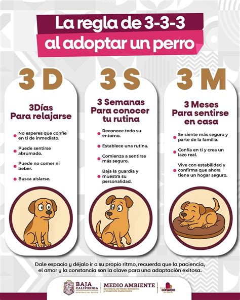 ¿conoces La Regla 3 3 3 Al Adoptar 🐾 ️esta Es Una Guía General Para