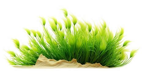 Grass Rea Imagens Download Grátis No Freepik