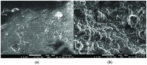 Sem Of Packing Before And After Membrane Hanging In The Biofilter