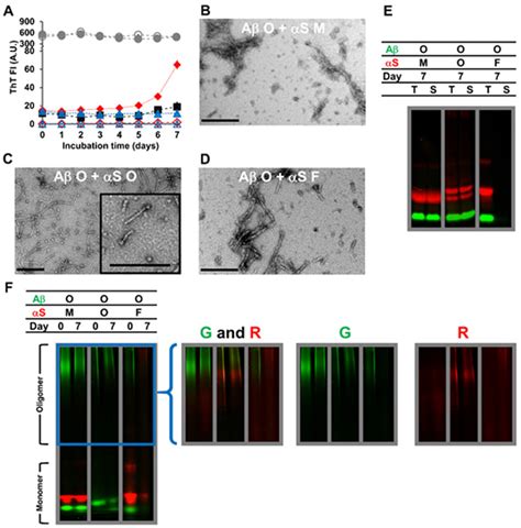 Interactions Between Soluble Species Of β Amyloid And α Synuclein Promote Oligomerization While