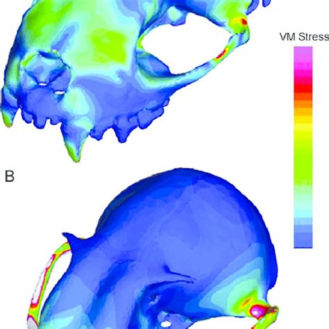 The Distribution Of Von Mises Stress In Finite Element Models Of The