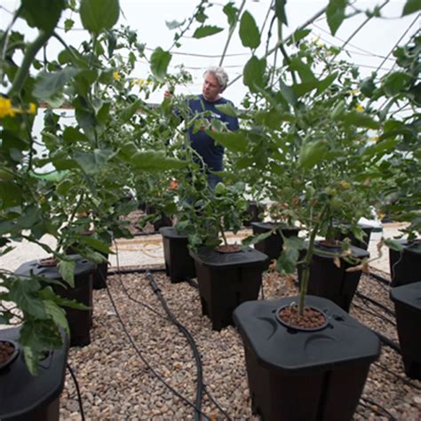 Sunplus New Deep Water Culture Rdwc Hydroponic Growing System Kits Sunplus