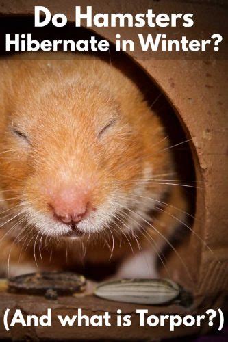 Do Hamsters Hibernate In Winter And What Is Torpor Hamsters 101