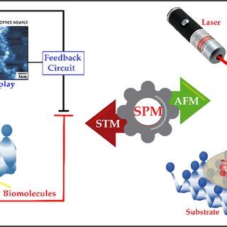 Schematics Of SPM Exhibiting Two Distinct Types STM And AFM Download Scientific Diagram