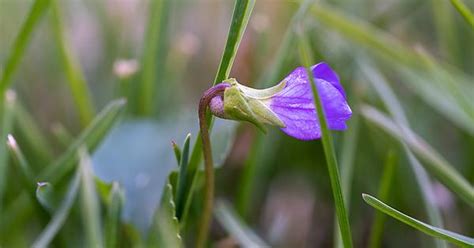 Viola Sororia Common Blue Violet Album On Imgur