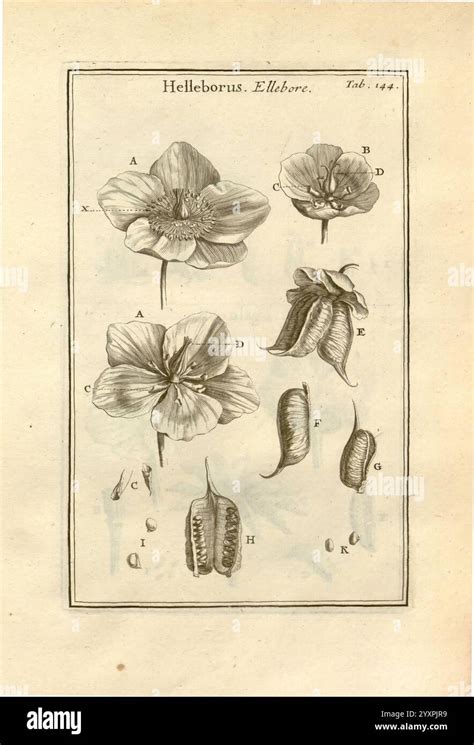 Labeled Section Showcases Distinct Floral Forms Hi Res Stock