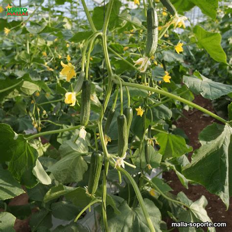 Garantías Que Aporta Una Malla Para Soporte De Hortalizas En El