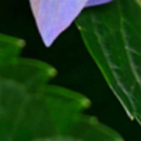 Which Reporter Dye Can Replace Tet Researchgate