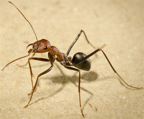 Ants Types Facts Identification Habitat Diet Adaptations Pictures