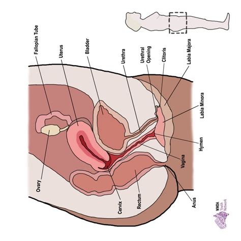 Vagina Cross Section Side View Album On Imgur