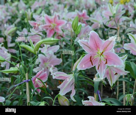 Pink Easter Lily Flower Lilium Longiflorum Stock Photo Alamy