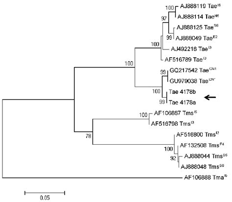 neighbour joining dendrogram based on its1 its2 rdna sequences of