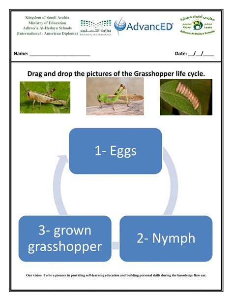 Grasshopper Life Cycle Worksheet