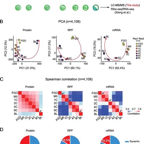 Distinct Global Proteome Translatome And Transcriptome Dynamics Download Scientific Diagram