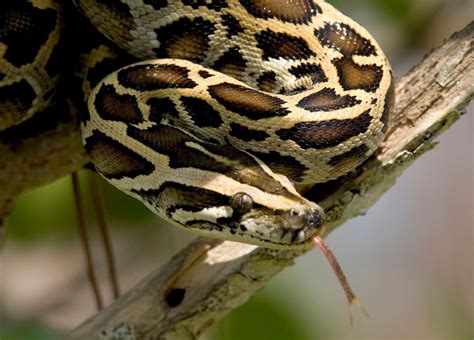 Invasive Species Climate Adaptation Explorer