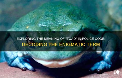 Exploring The Meaning Of Toad In Police Code Decoding The Enigmatic