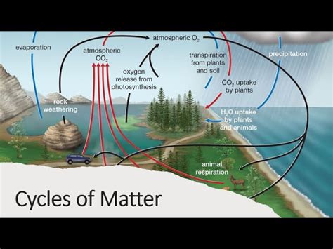 Oxygen Cycle Diagram And Explanation Exploring The Evolution Of