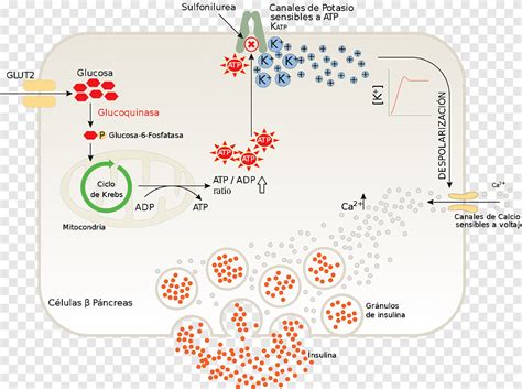 인슐린 베타 세포 Sulfonylurea 췌장 항 당뇨병 약 Adme 텍스트 기타 png PNGEgg