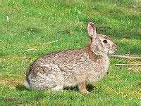 Rabbit Wikipedia
