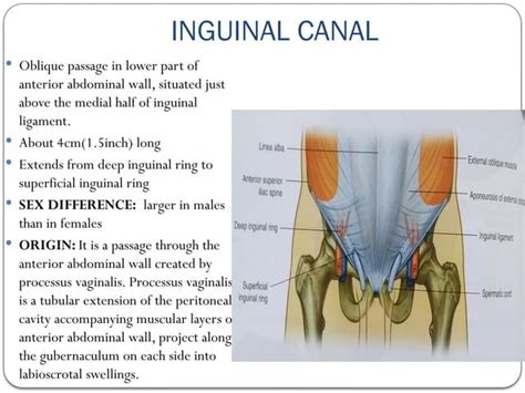 Inguinal Canal Pptx Abdomen And Pelvis Ppt
