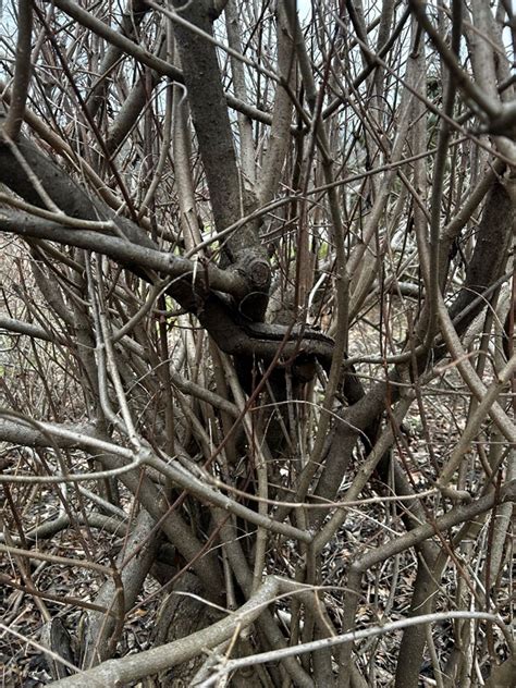 Rejuvenation Pruning Of Lilac Bushes Plants Living Collections Hfandg