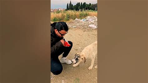 شاب يساعد كلب جائع 🥺 Youtube