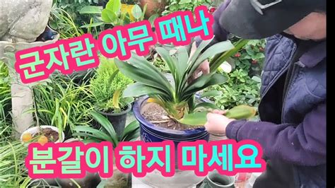 군자란 분갈이 안해도 꽃 많이 피게 하는 방법 세균해충퇴치 및 영양제 꿀팁 Youtube