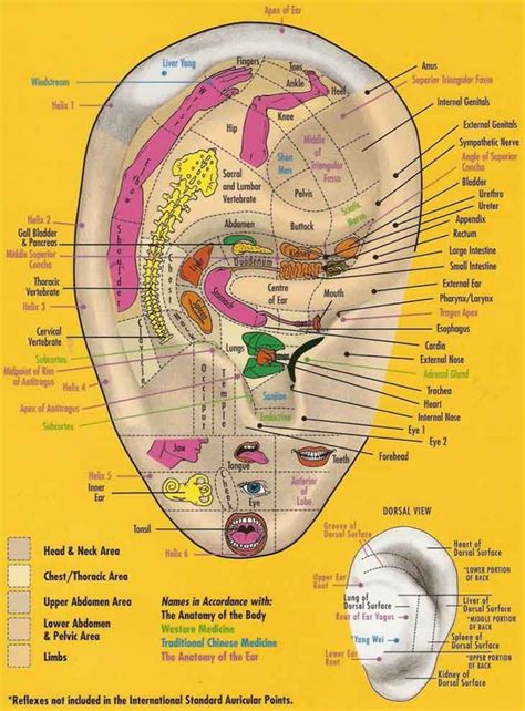 100 Reflexology And How To Ideas To Save Today Reflexology Massage
