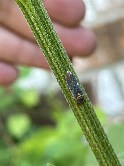 Funny Scuttlebug R Bugidentification