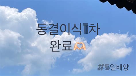 시험관브이로그 동결이식1차 성공할 수 있을까 Youtube