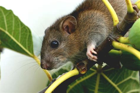 Specific Rats Species In Florida