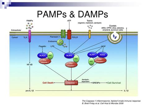 Ppt The Inflammasomes Guardians Of The Body Powerpoint Presentation