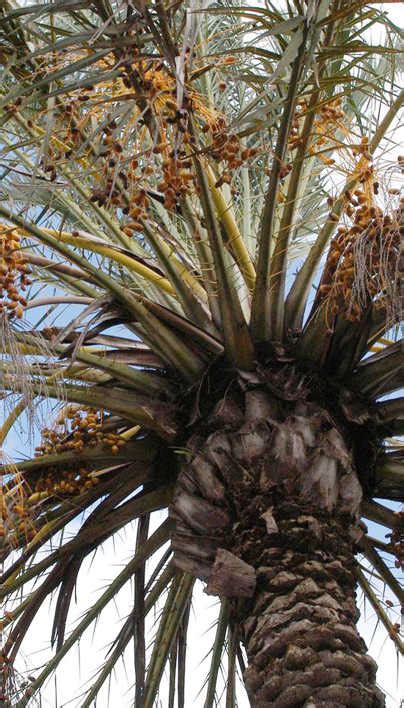 Protect Florida Palms From Lethal Bronzing Disease Davey Tree