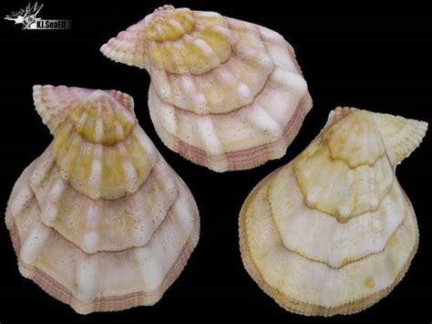 Swiftopecten Swiftii 3072691