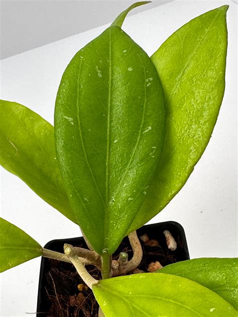 Hoya Ah 075 Nest Tropicals