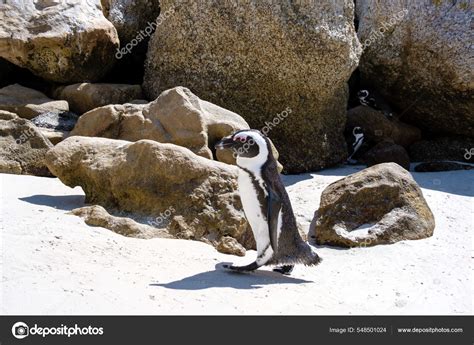 Boulders Beach In Simons Town Cape Town South Africa Beautiful