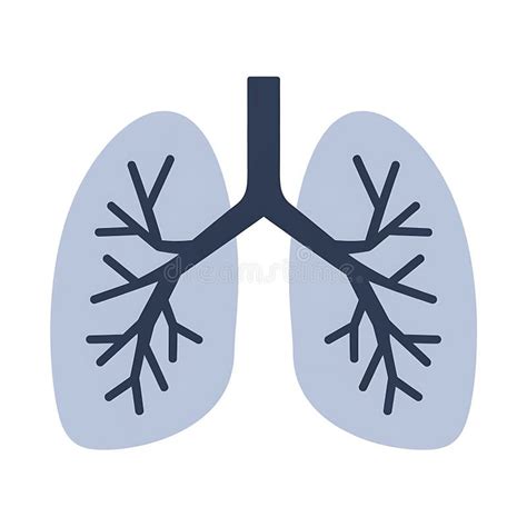 Human Respiratory System Lungs Bronchi Alveoli Airway Breathing