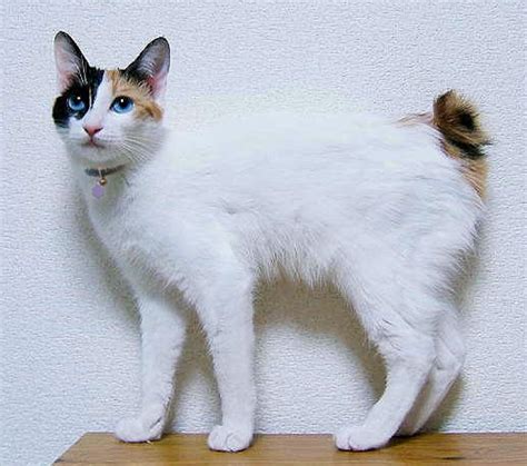 Japanese Bobtail Pittsburgh
